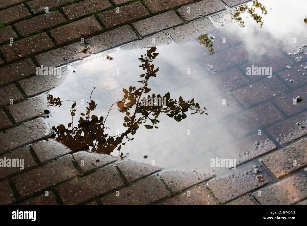 tree, reflection, brick, abstract, puddle, tile, water, light, tree ...