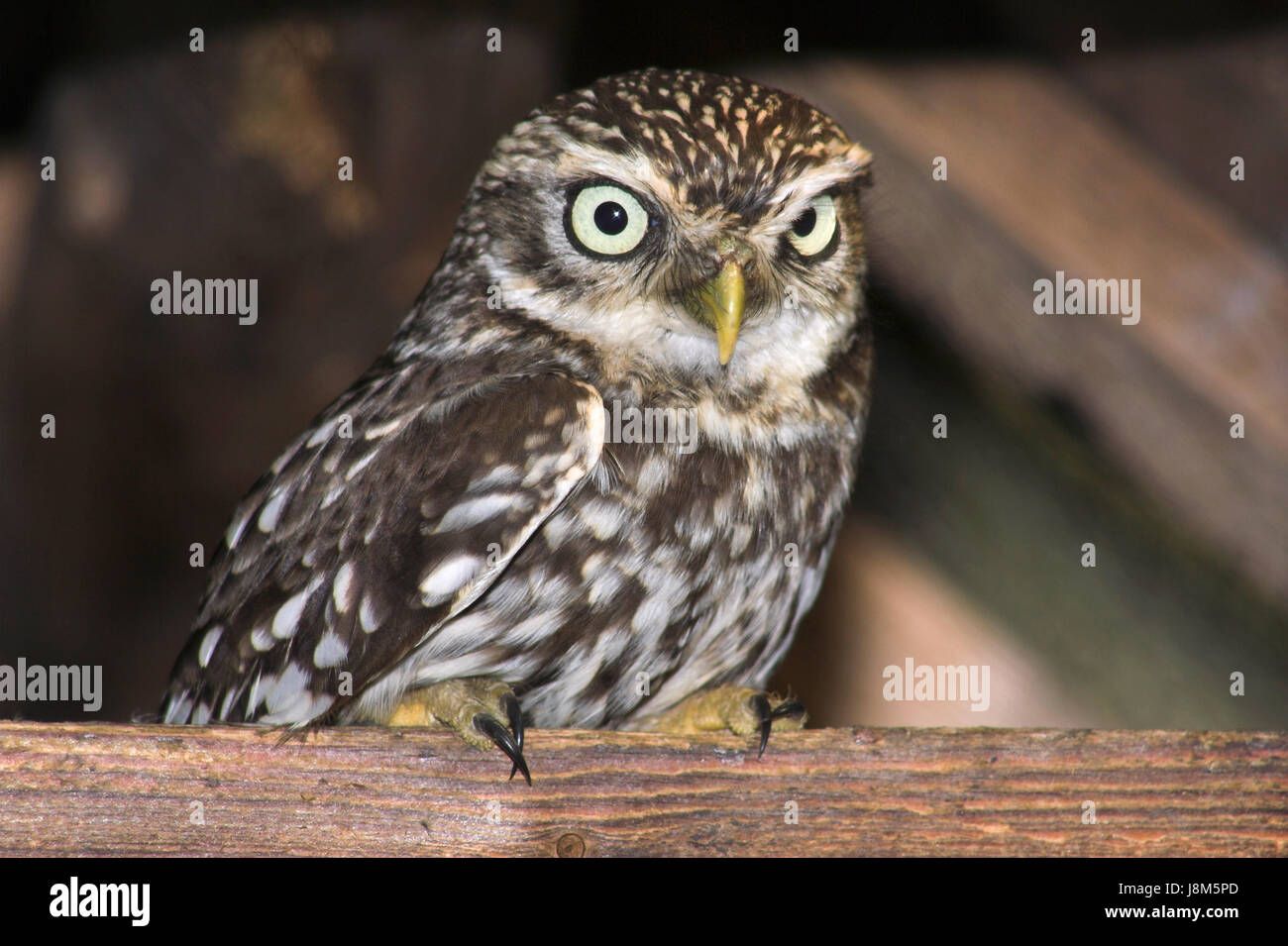 animal, bird, wood, eye, organ, birds, owls, codger, eagle-owl, nature ...