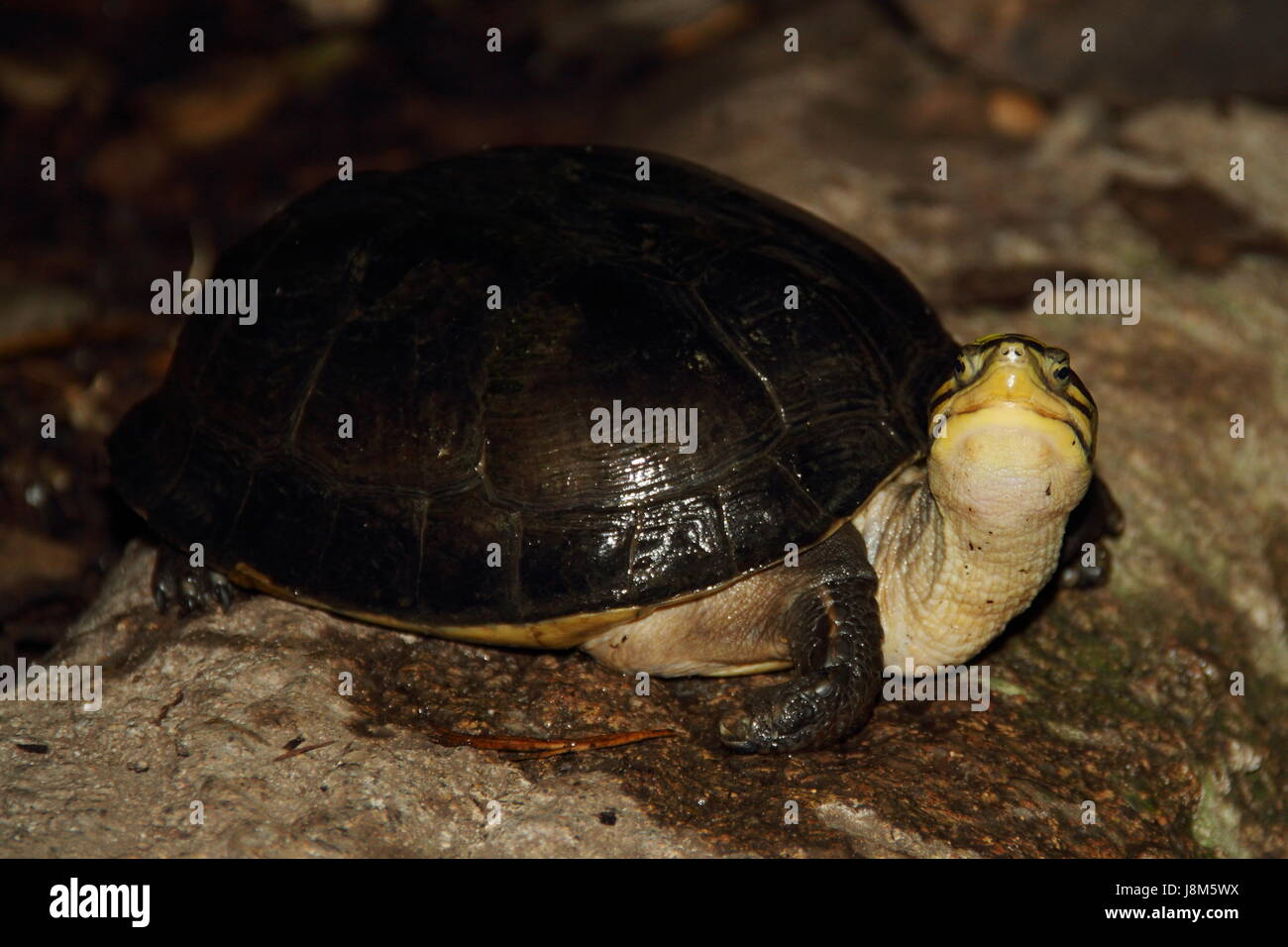 animal, turtle, slow, speed, velocity, salt water, sea, ocean, water ...