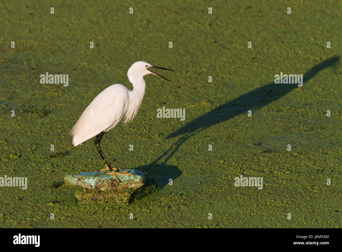 animal, bird, wild, reflection, small, tiny, little, short, beak ...