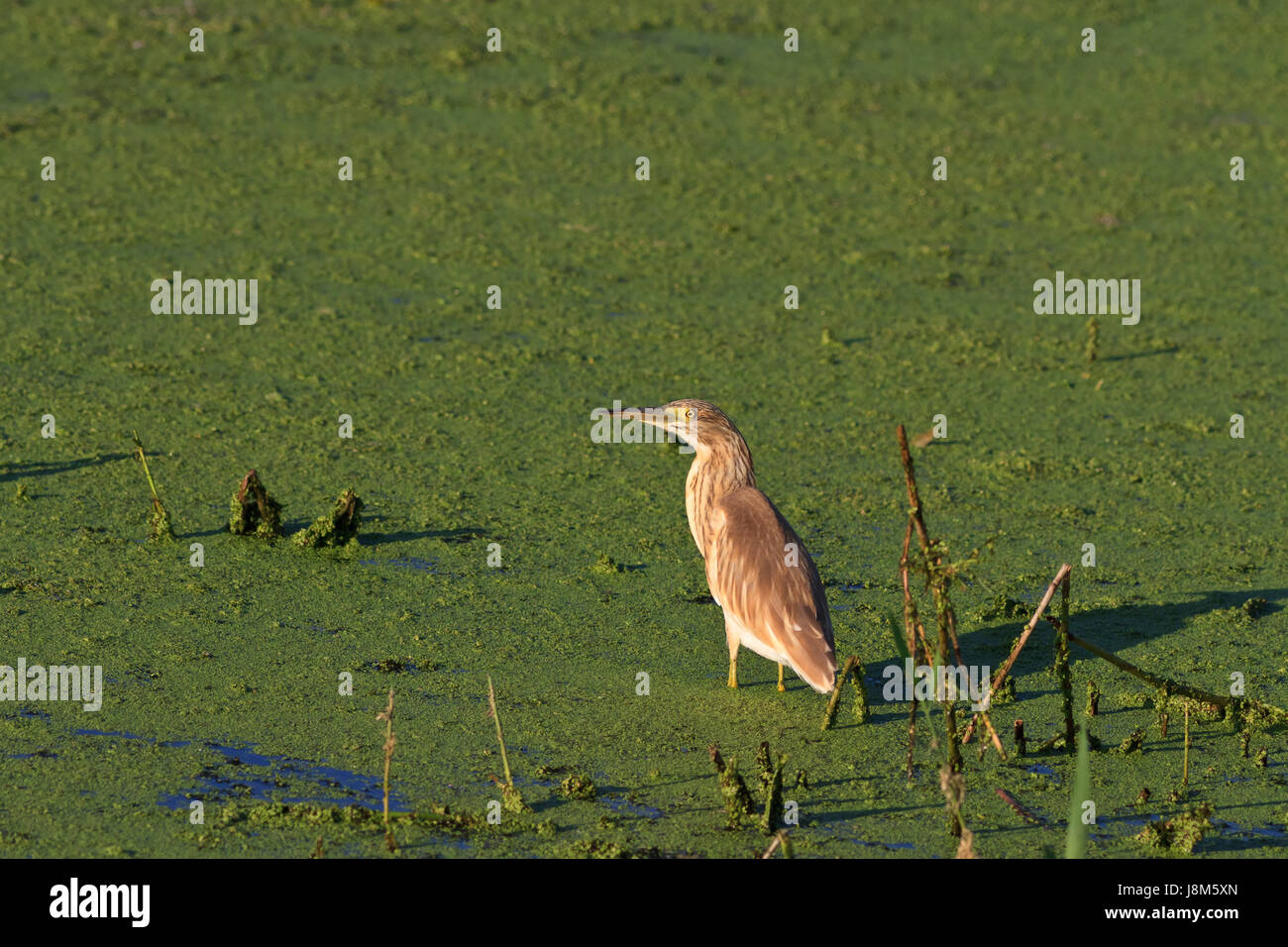 bird, green, wild, spring, bouncing, bounces, hop, skipping, frisks ...