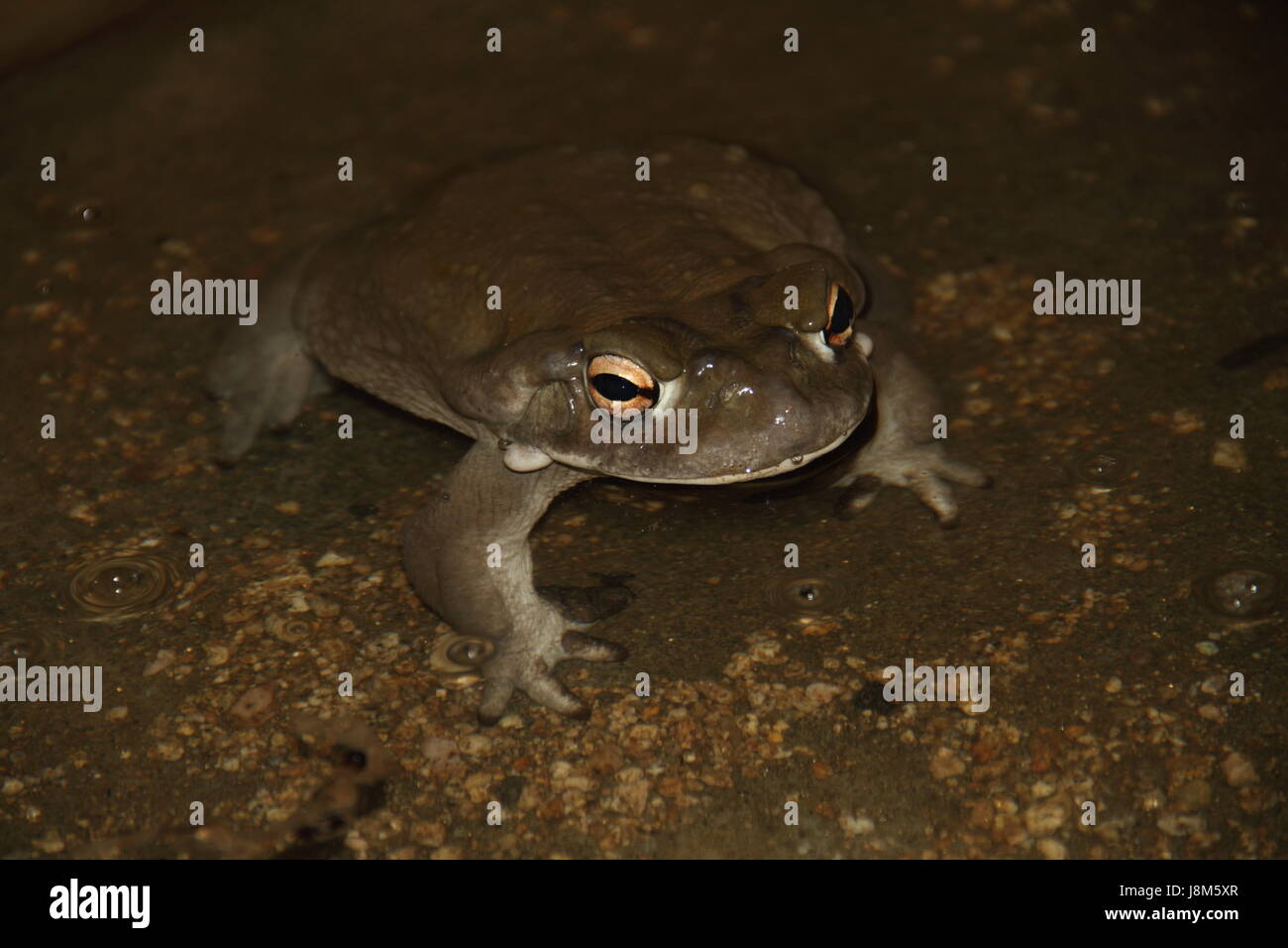 amphibian, green, swamp, frog, slippery, toad, nature, macro, close-up ...