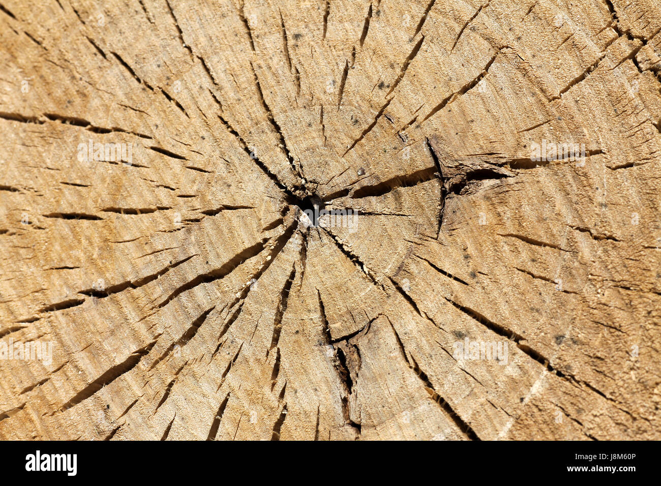 tree, wood, trunk, biological, natural product, annual ring, heartwood ...