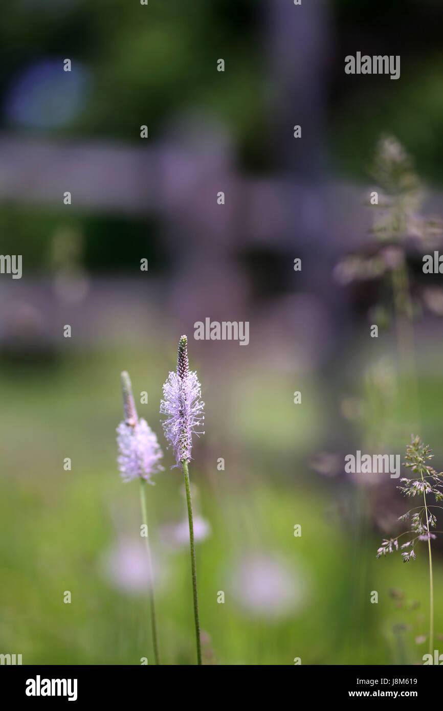 Summer feeling at animal farm in the paddock bokeh mood vertical shot ...