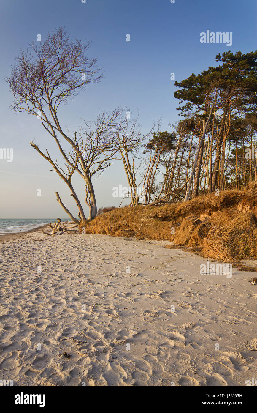 tree, trees, trunk, beach, seaside, the beach, seashore, branches ...