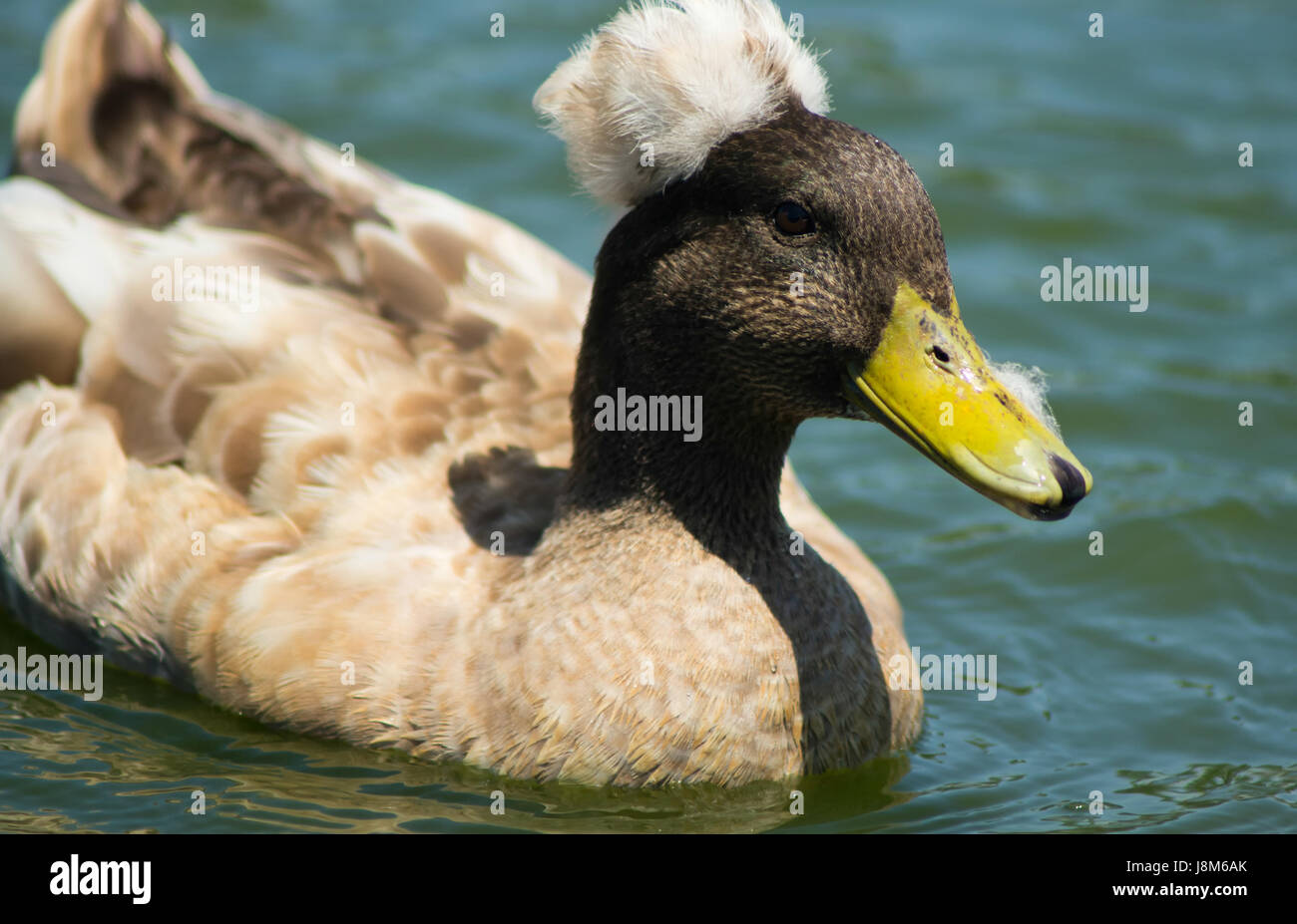 flight, bird, feathers, duck, drake, duckling, crest, water, avian ...