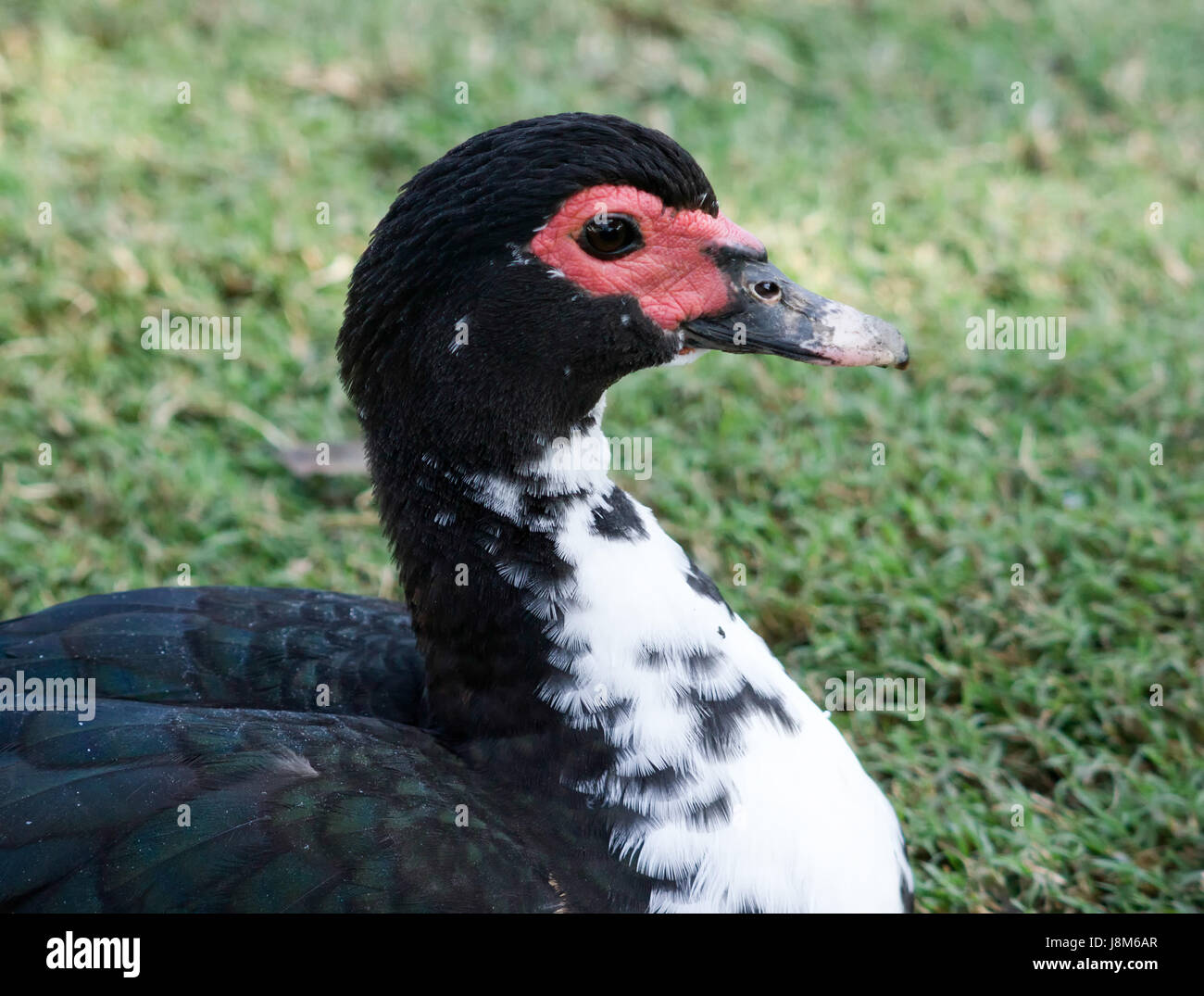 bird, ducks, duck, barbary duck, cairina moschata, muscovy duck, red ...