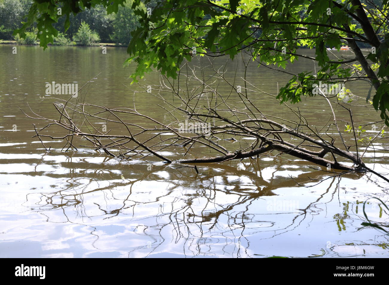 branches, fresh water, pond, water, plant, nature, fall, autumn ...