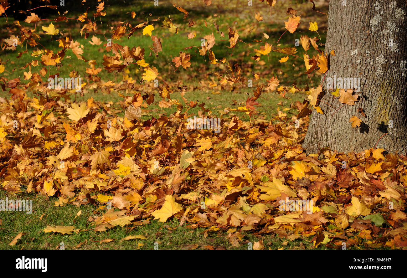 leaf, tree, blow, maple, fly, flies, flys, flying, leaves, foliage ...