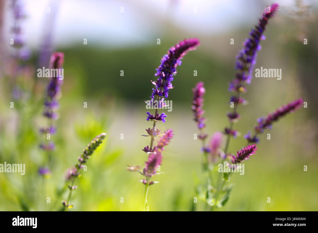 Summer in the paddock with blooming purple wildflowers Stock Photo - Alamy