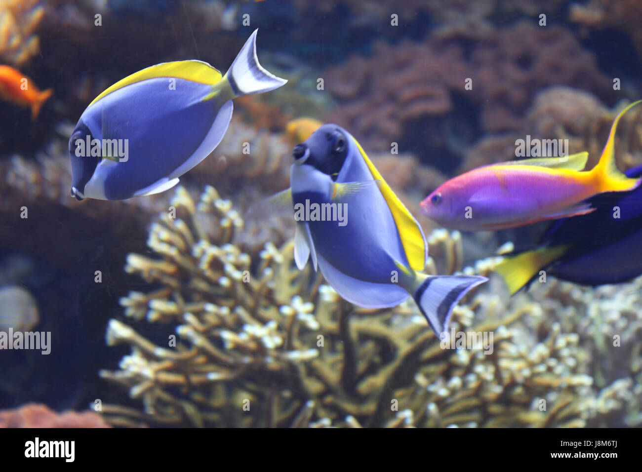 Underwater scene. Coral fish blue tang, family of surgeonfishes Stock ...