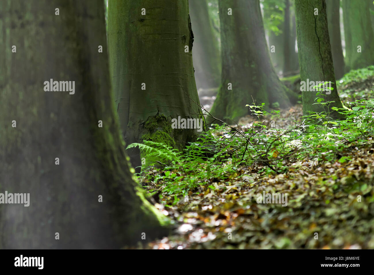 tree, trees, wood, wooden, woodland, forest, nature, trunk, tree, trees ...
