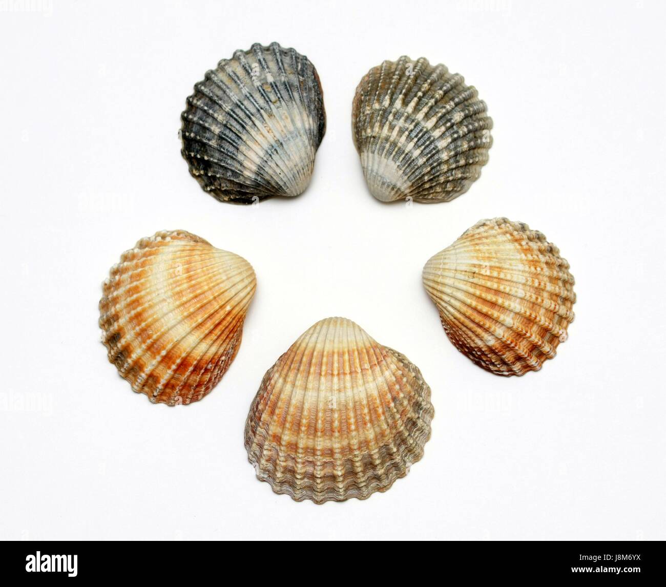 life, exist, existence, living, lives, live, model, design, project ...