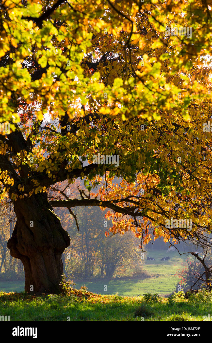 tree, sunlight, landscape, scenery, countryside, nature, meadow, leaves ...