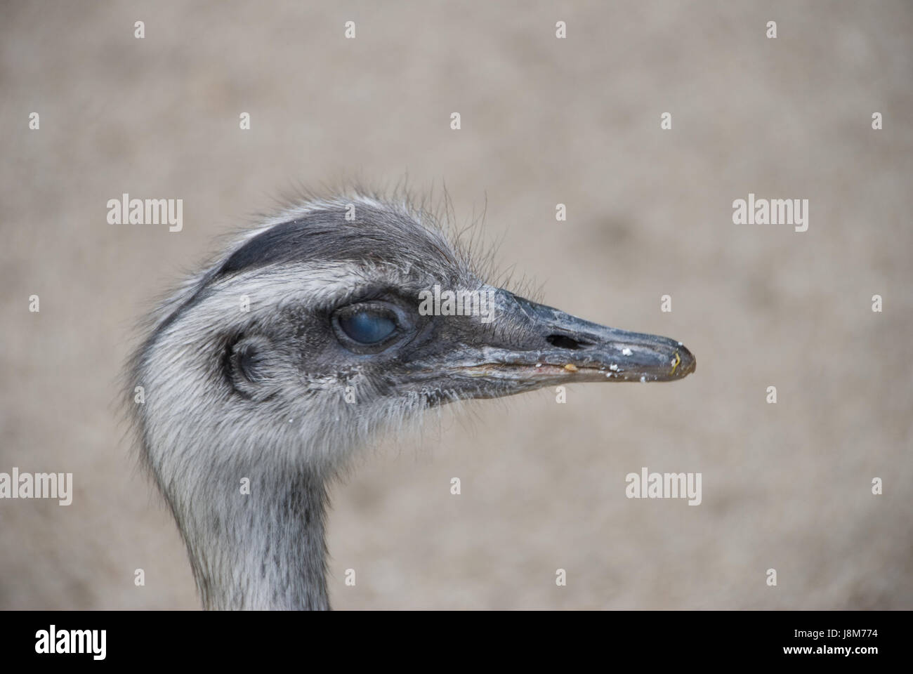 animal, vienna, zoo, austria, pigeon, nature, common rhea, rhea ...