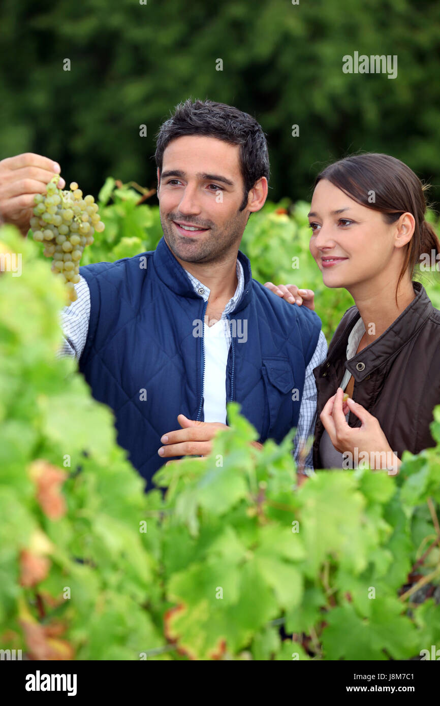 agriculture, farming, breeding, breed, awe, fall, autumn, environment ...