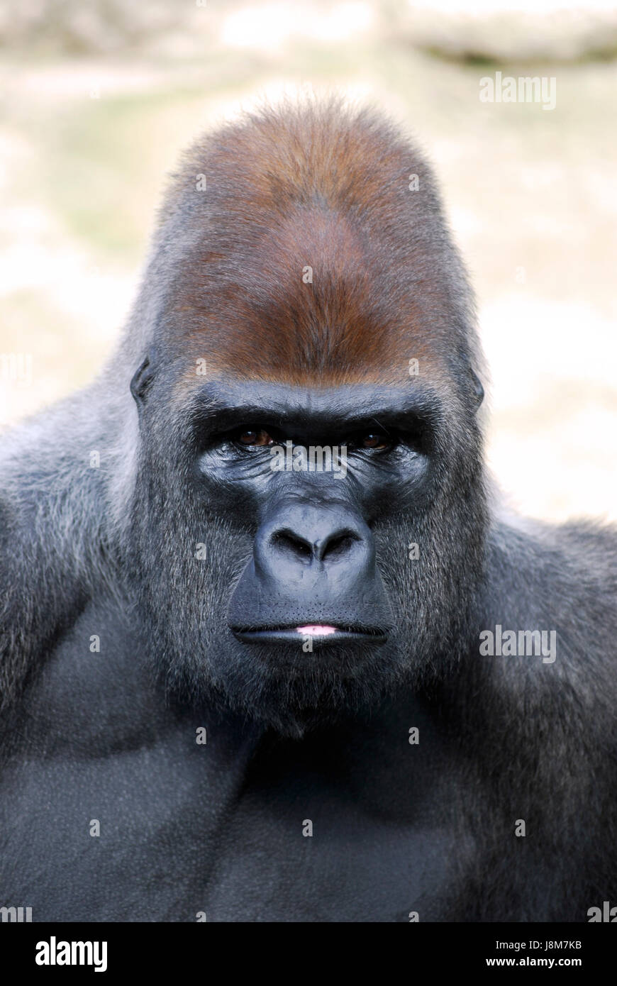 mammal, portrait, monkey, look, glancing, see, view, looking, peeking ...