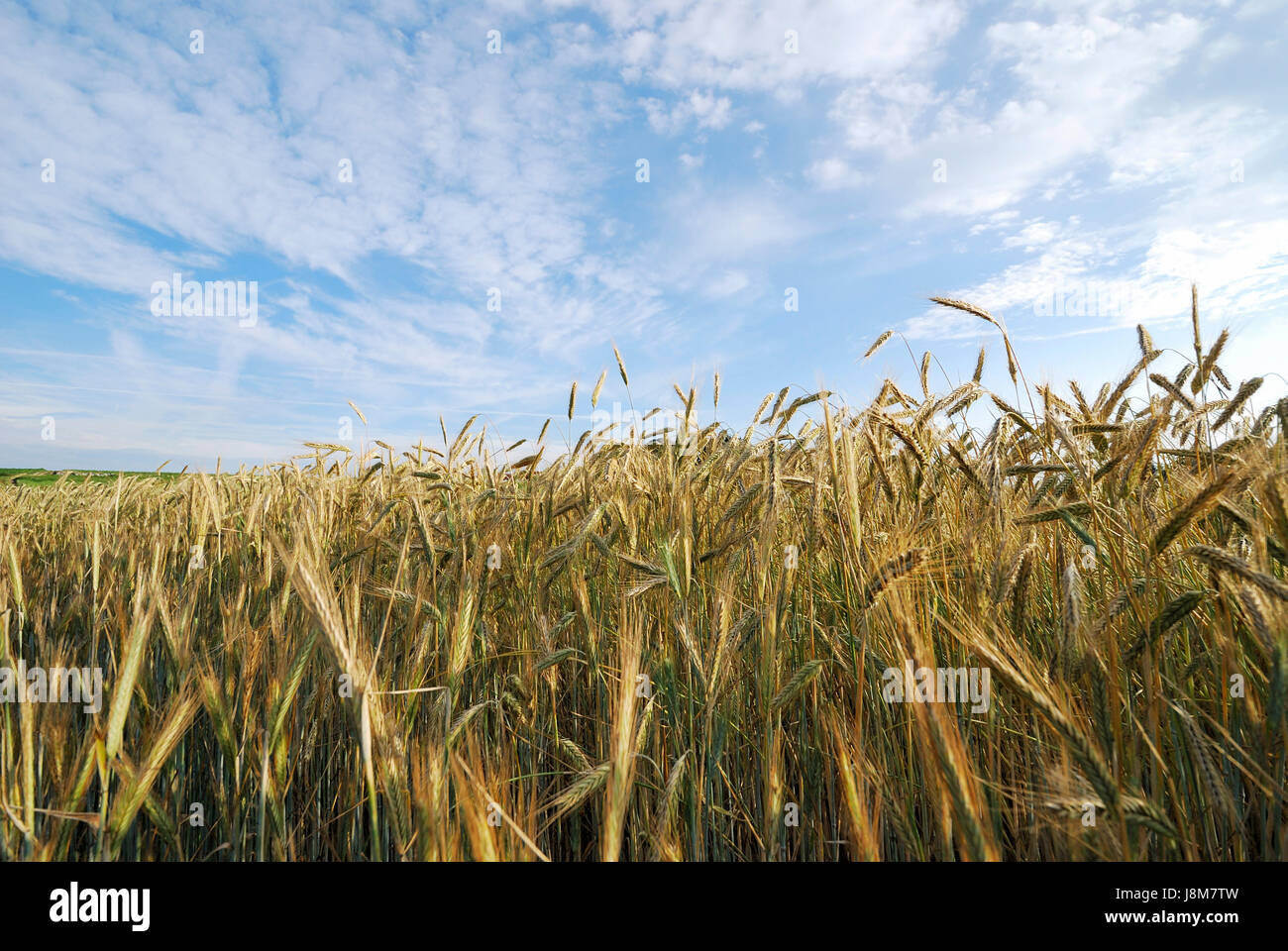 agricultural, agriculture, farming, field, grain, wheat, corn, growth ...