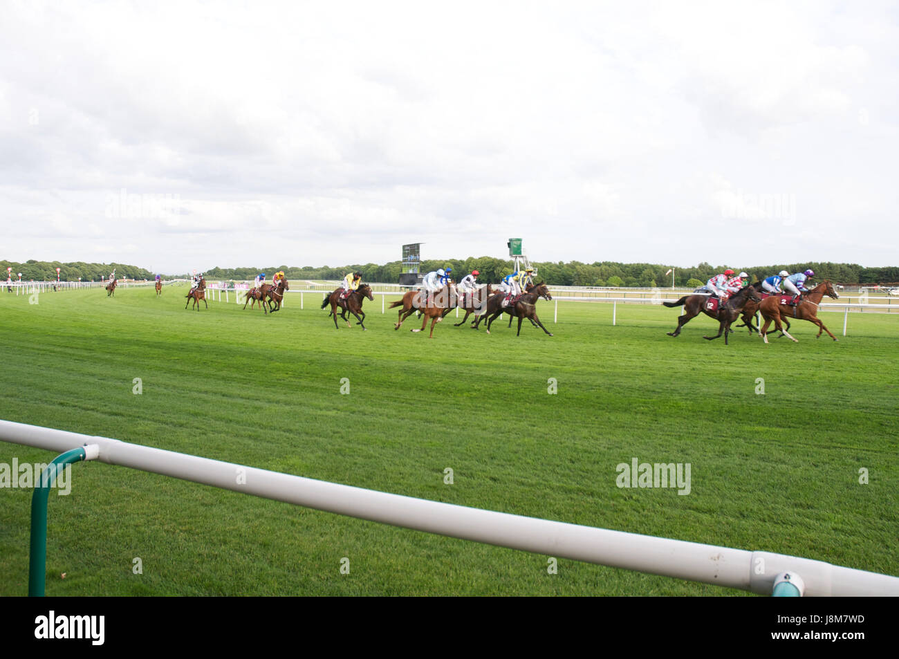 horse, horses, racing, success, victory, win, horse, horses, racing ...