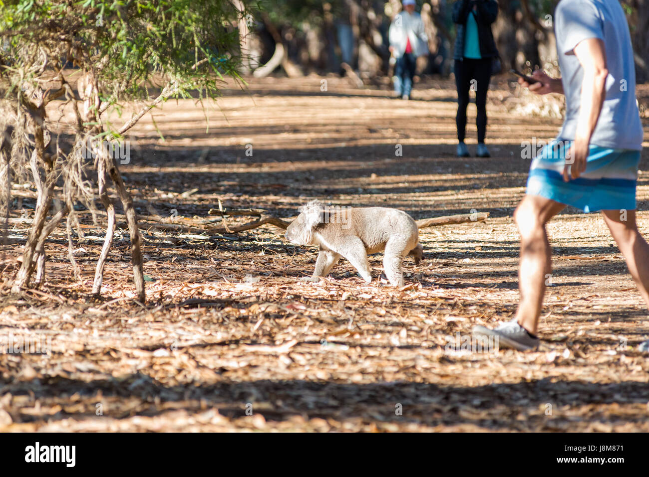 Running koala hi-res stock photography and images - Alamy