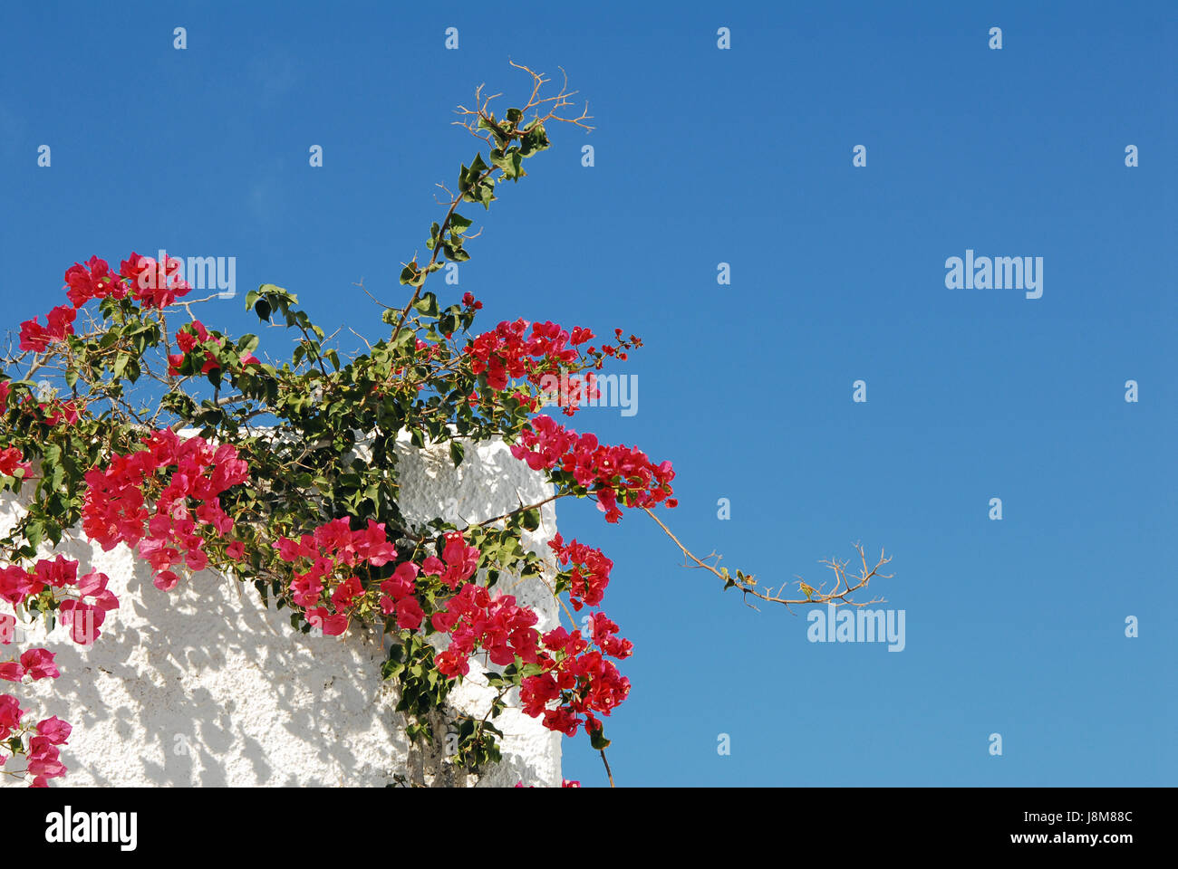 blue, flower, plant, wall, firmament, sky, red, blue, flower, plant ...