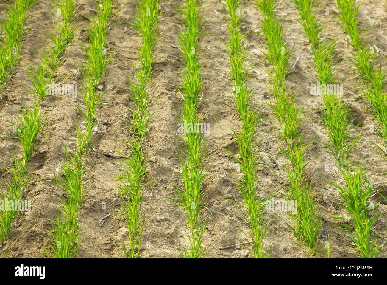 agriculture, farming, field, spring, wheat, lawn, green, fresh, nature ...