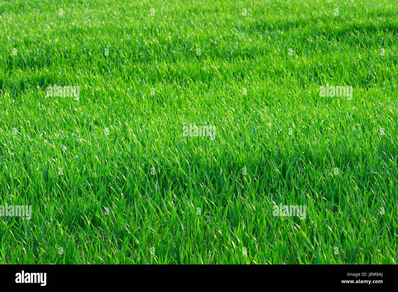 park, garden, field, outdoor, simple, meadow, grass, lawn, green ...