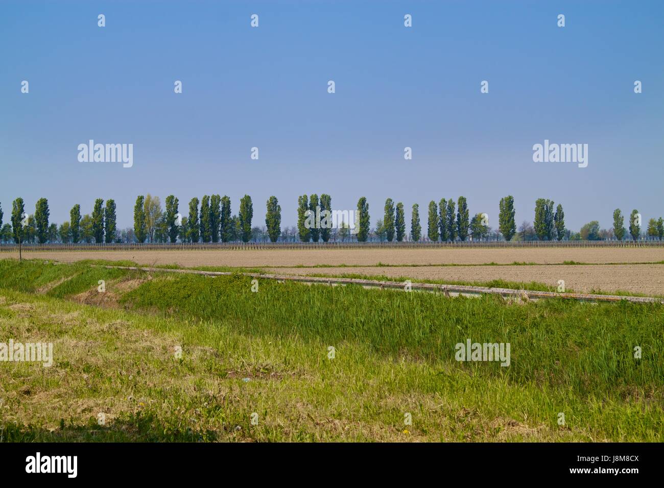 blue, tree, trees, field, europe, sunshine, lowland, flat, plants ...