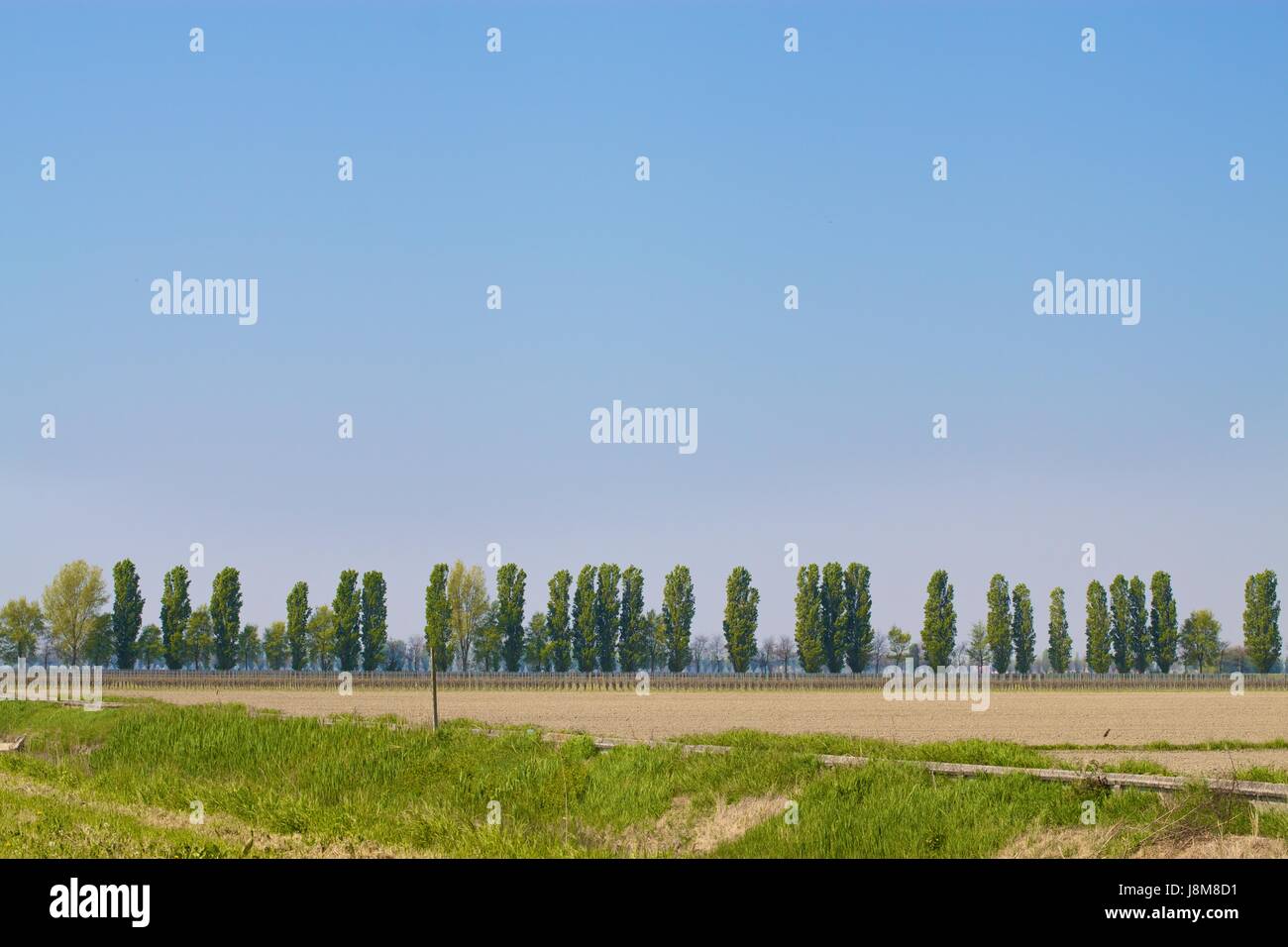 blue, tree, field, europe, sunshine, lowland, flat, plants, landscape ...