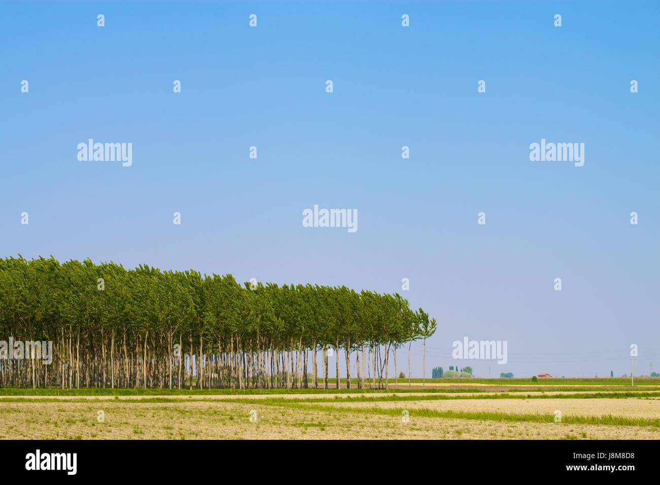 blue, tree, field, europe, sunshine, lowland, flat, plants, landscape ...