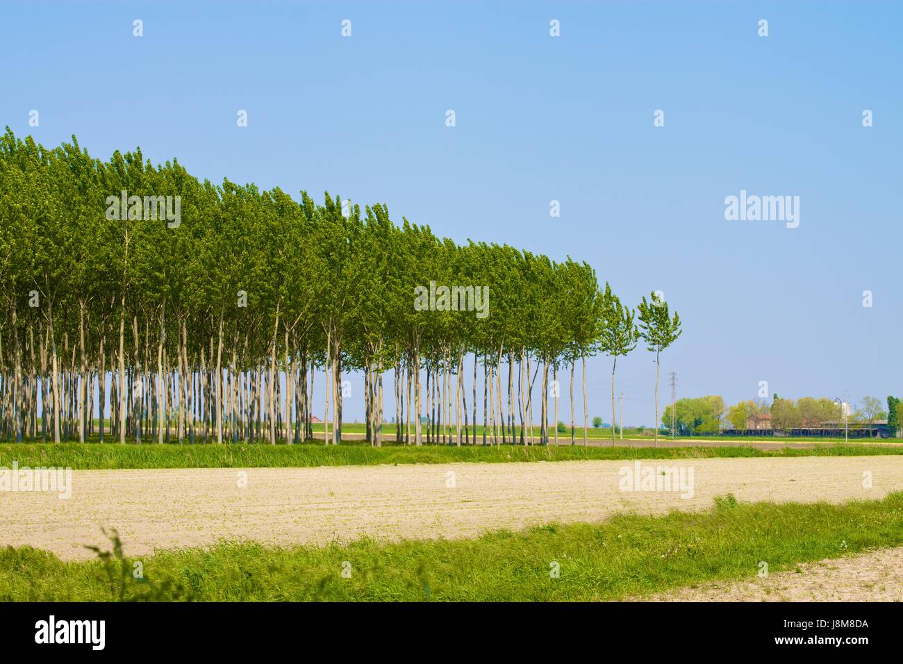 blue, tree, field, europe, sunshine, lowland, flat, plants, landscape ...