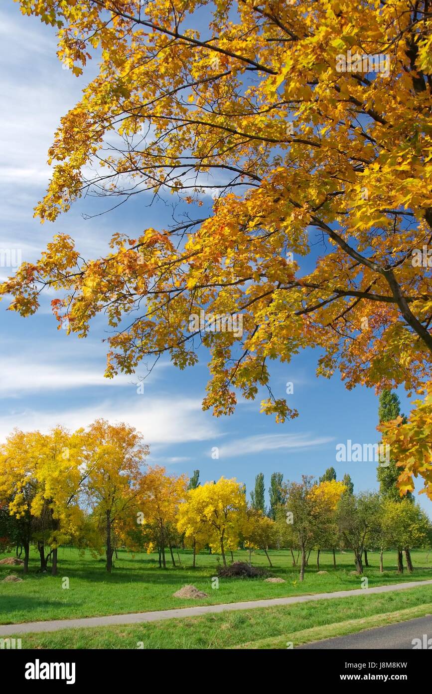 leaf, colour, tree, leaves, color, colorful, foliage, nature, fall ...