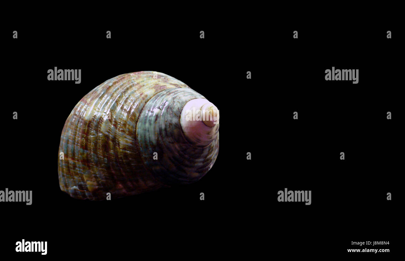Turbo snail hi-res stock photography and images - Alamy