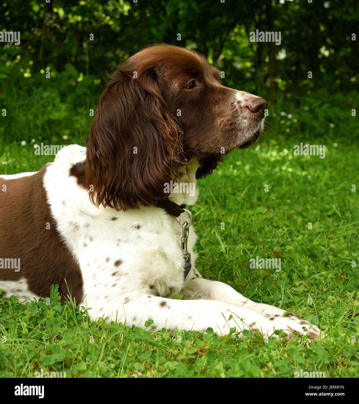 English springer spaniel hi-res stock photography and images - Alamy