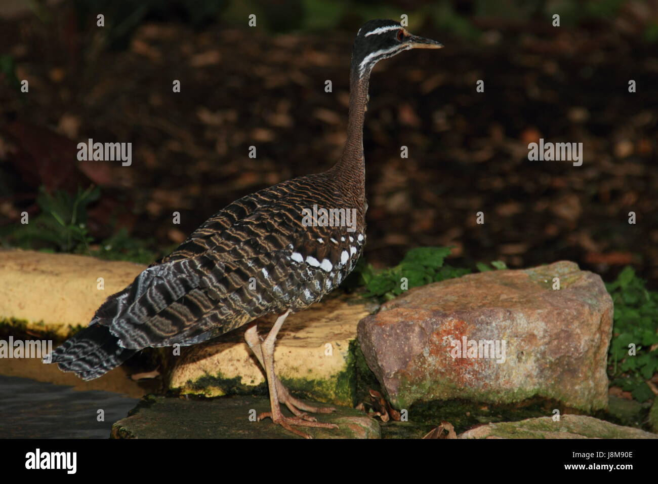 animal, fauna, waterfowls, waterfowl, water, environment, enviroment ...