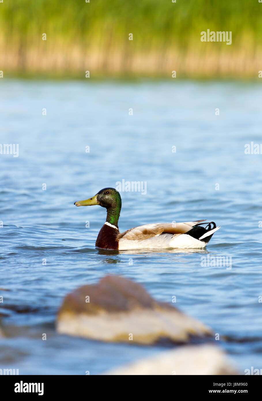 animal, duck, wildlife, mallard, wild duck, fresh water, lake, inland ...