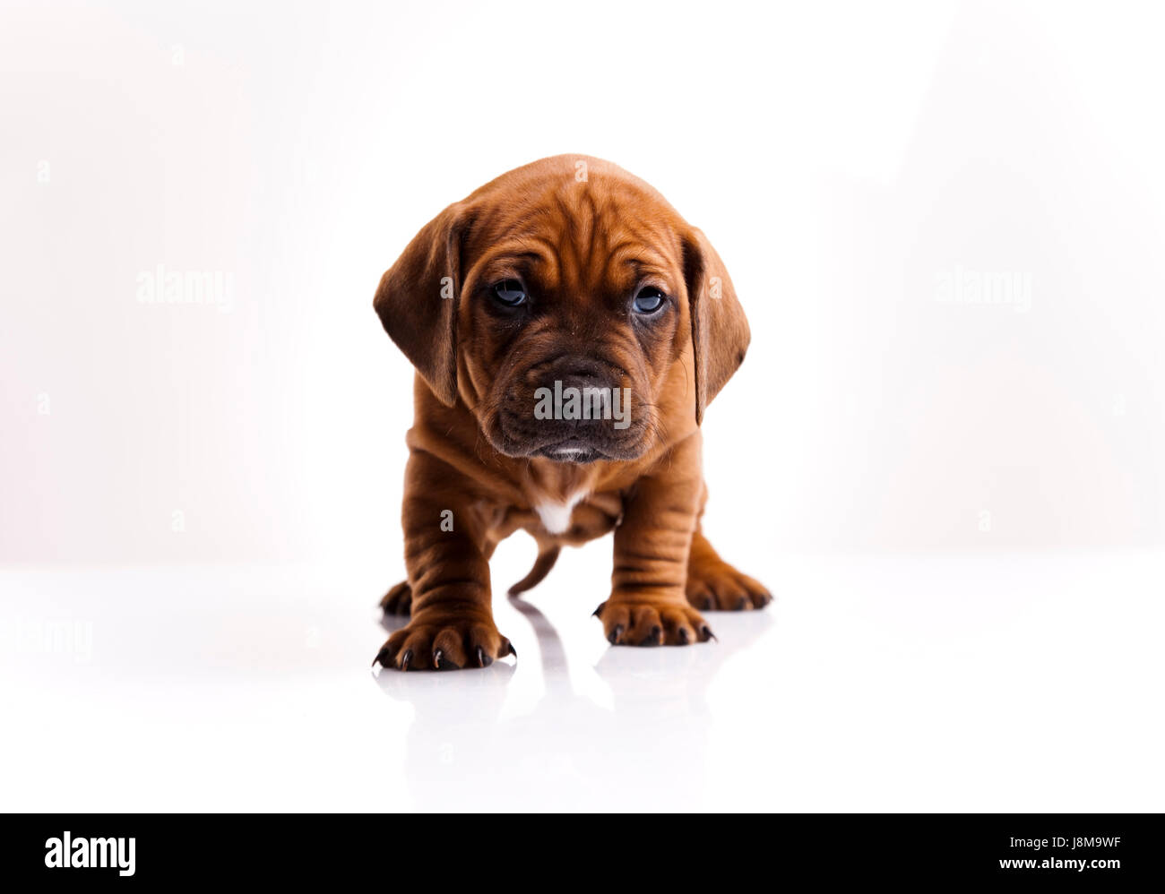 animal, pet, mammal, dog, puppy, cub, baby, maddening, pert, coquettish ...