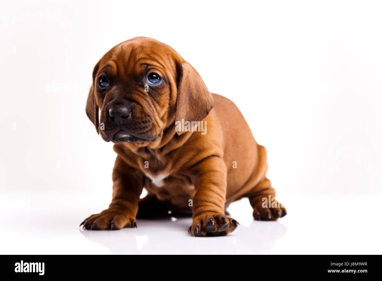 animal, pet, mammal, dog, puppy, cub, baby, maddening, pert, coquettish ...