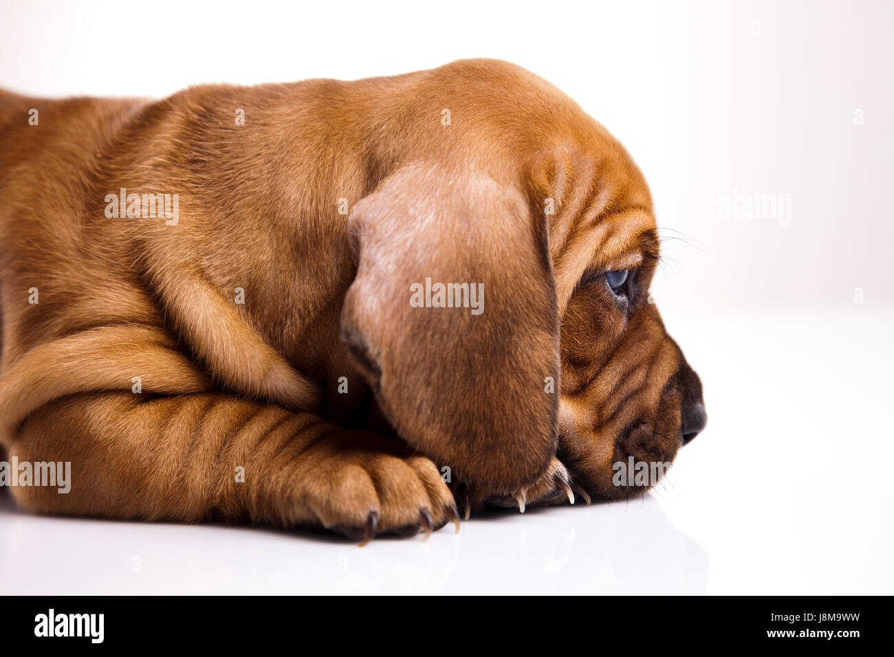 animal, pet, mammal, dog, puppy, cub, baby, maddening, pert, coquettish ...