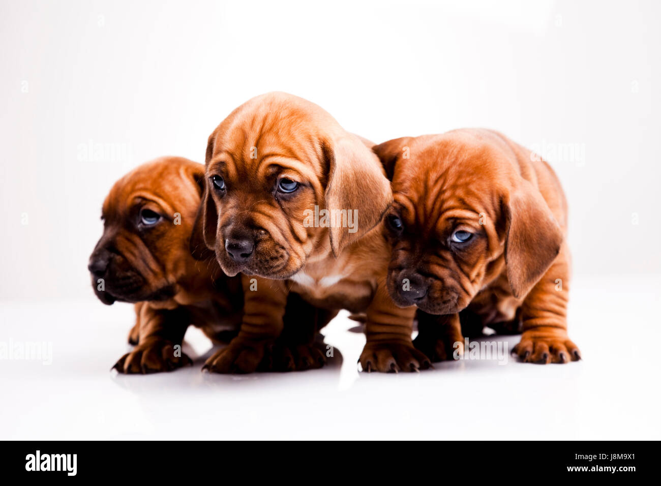 animal, pet, mammal, dog, puppy, cub, baby, maddening, pert, coquettish ...