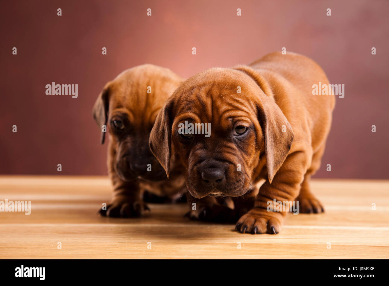 animal, pet, mammal, dog, puppy, cub, baby, maddening, pert, coquettish ...