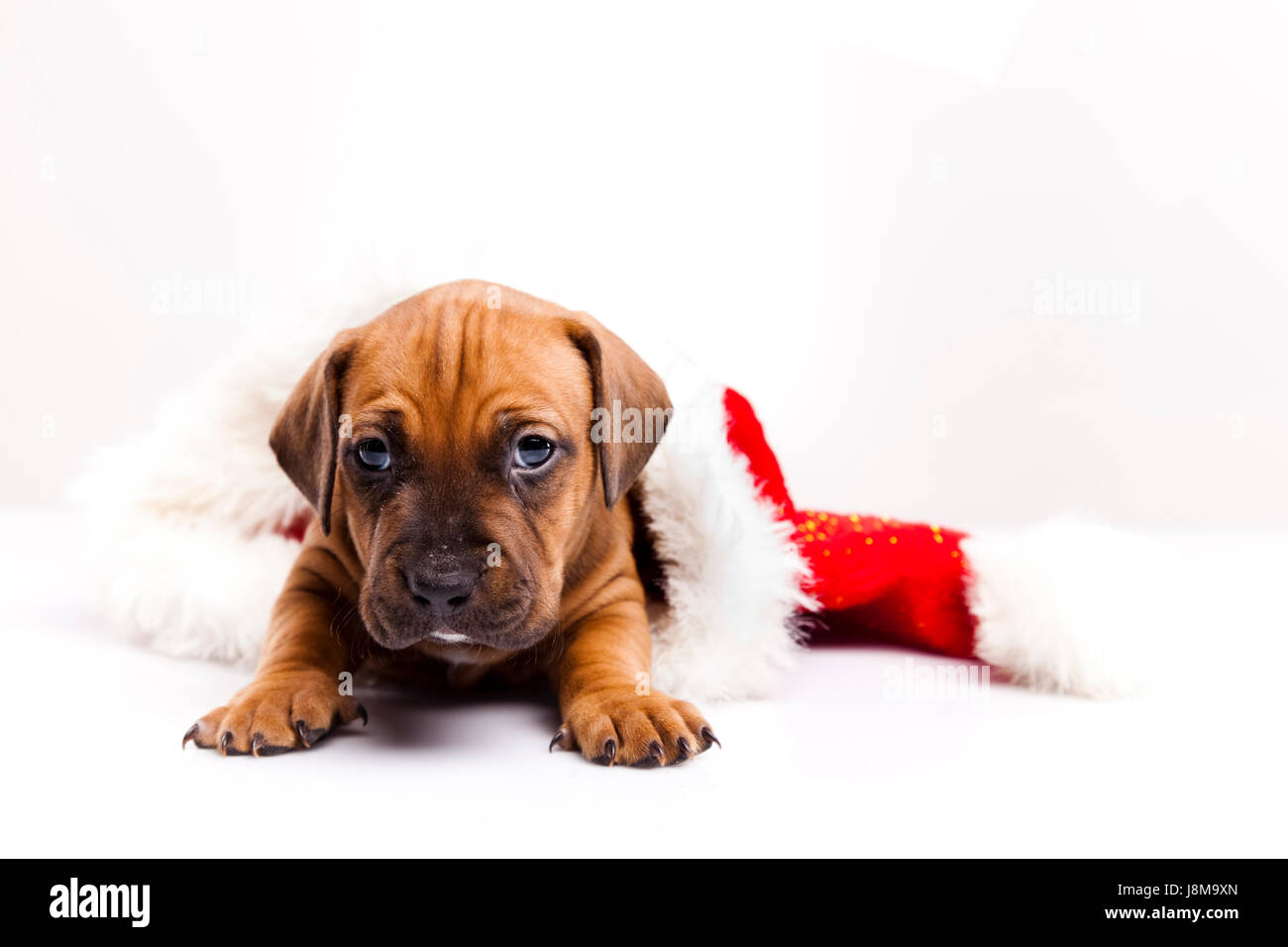 animal, pet, mammal, dog, puppy, cub, baby, maddening, pert, coquettish ...