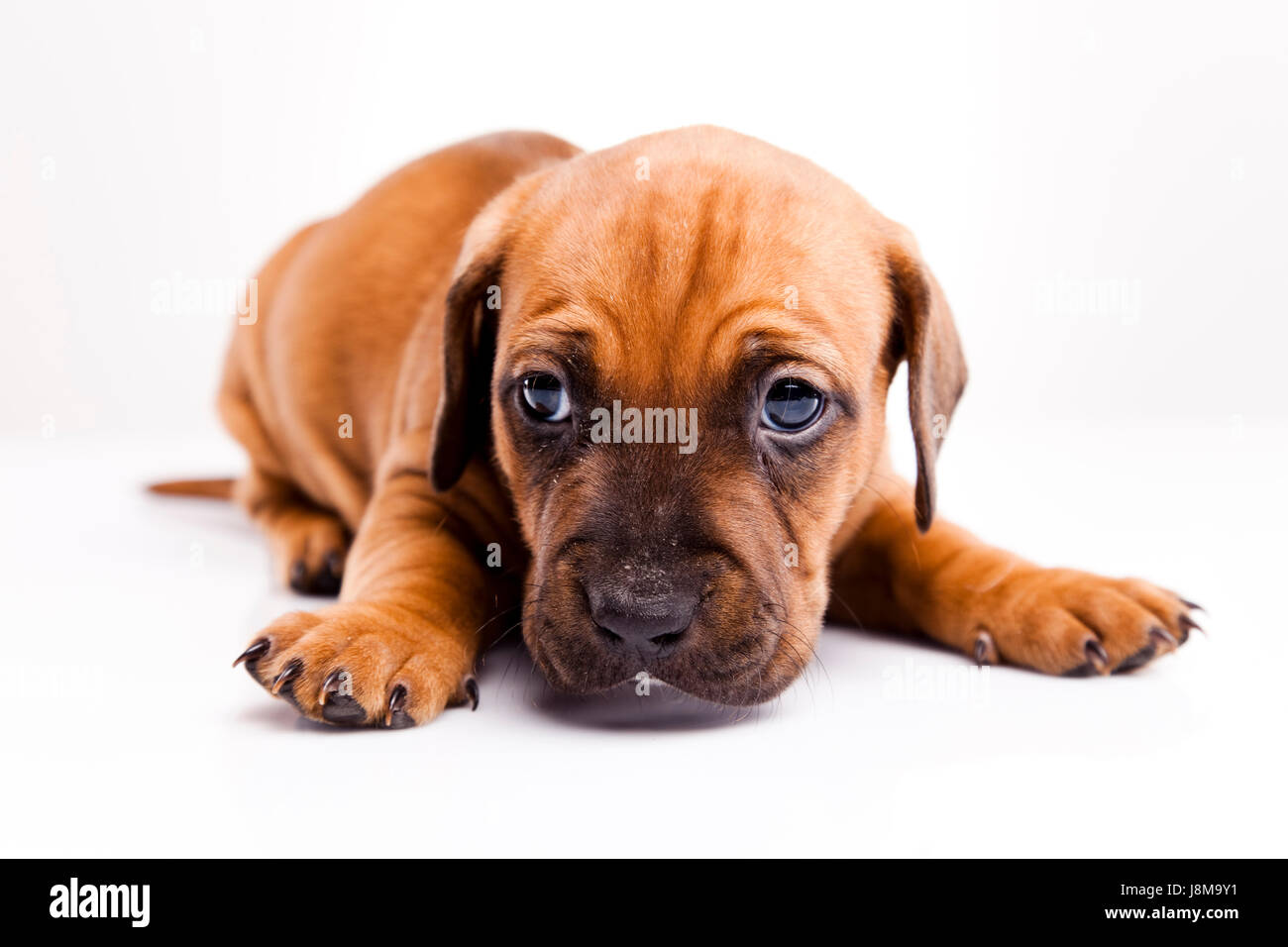 animal, pet, mammal, dog, puppy, cub, baby, maddening, pert, coquettish ...