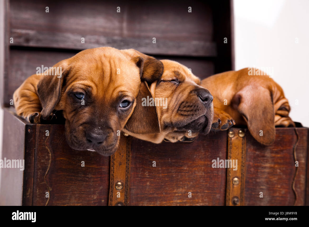 animal, pet, mammal, dog, puppy, cub, baby, maddening, pert, coquettish ...