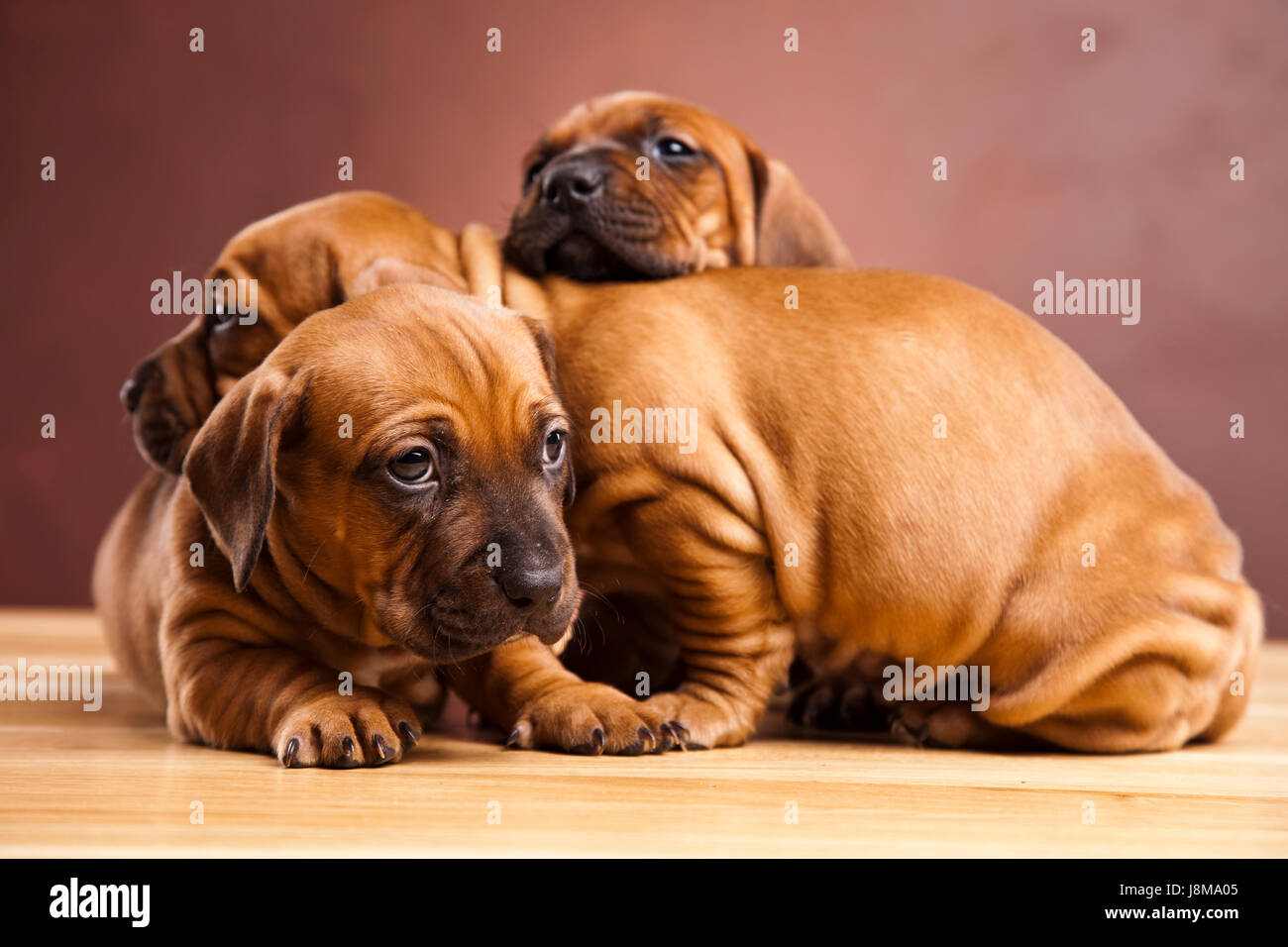 animal, pet, mammal, dog, puppy, cub, baby, maddening, pert, coquettish ...