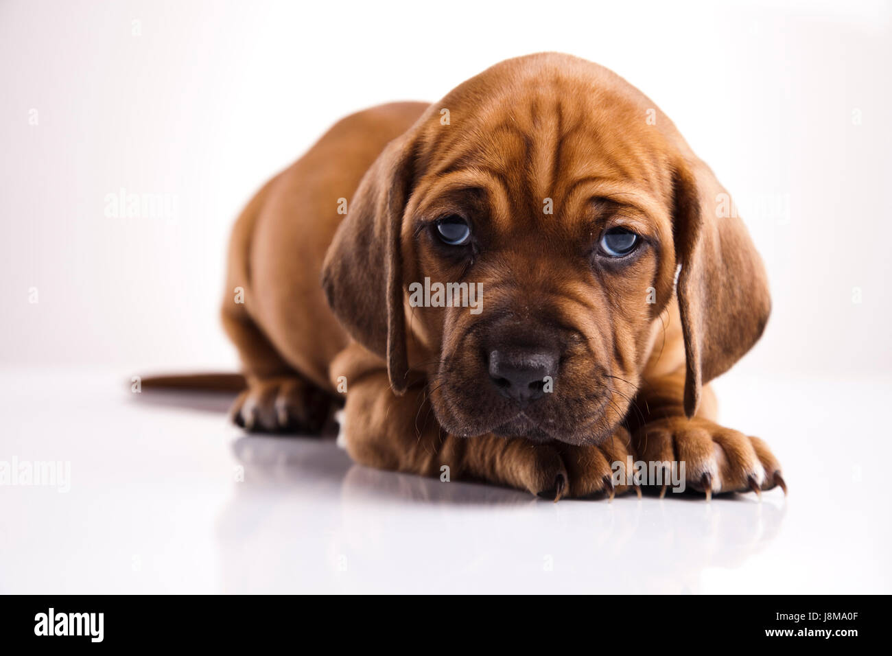 animal, pet, mammal, dog, puppy, cub, baby, maddening, pert, coquettish ...