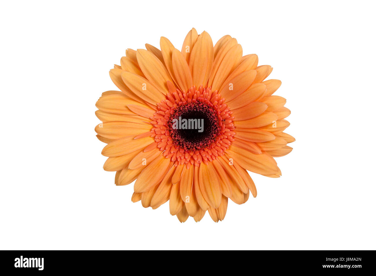 Orange Gerbera isolated Stock Photo - Alamy