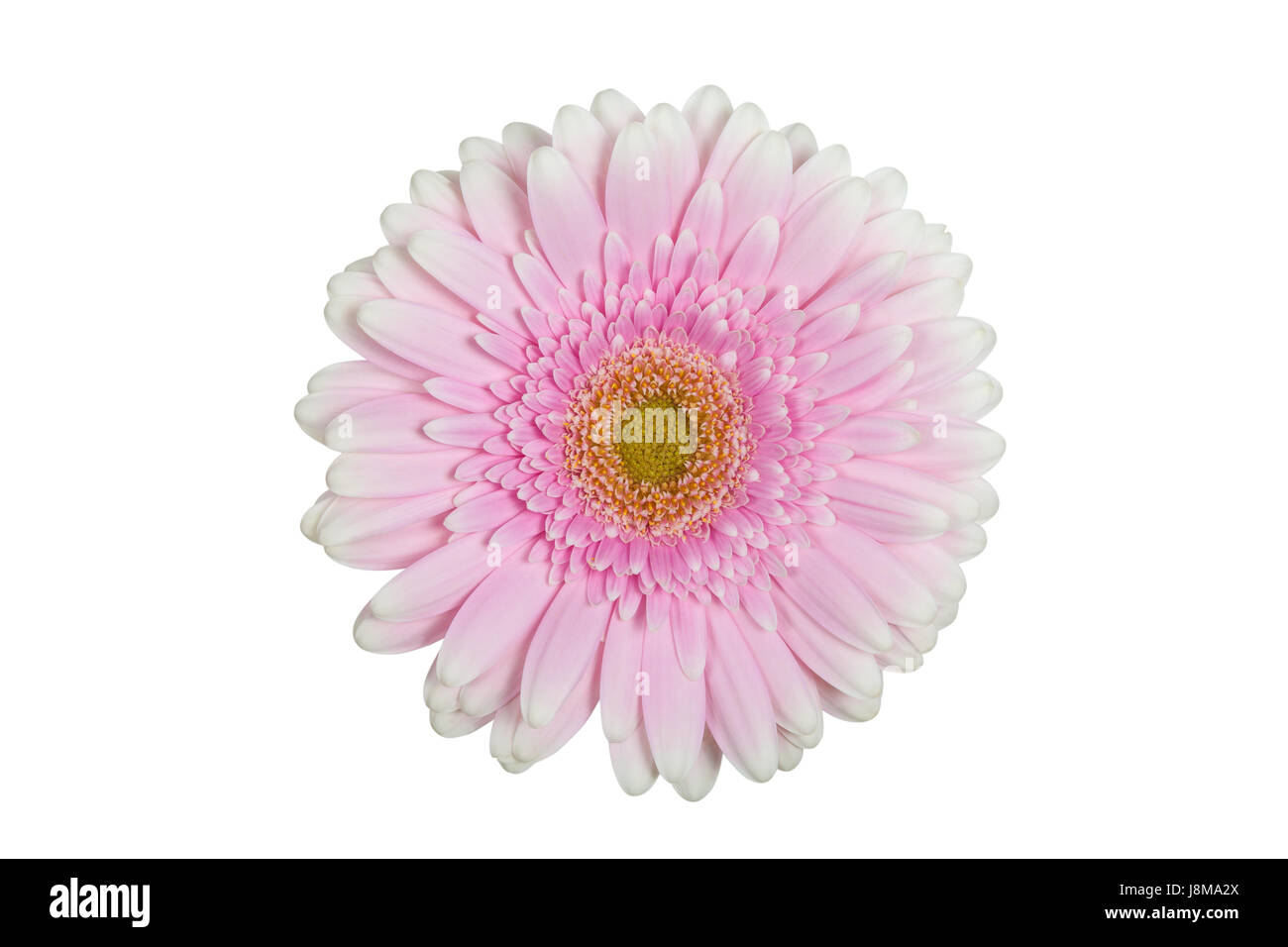 Gerbera pink isolated Stock Photo - Alamy