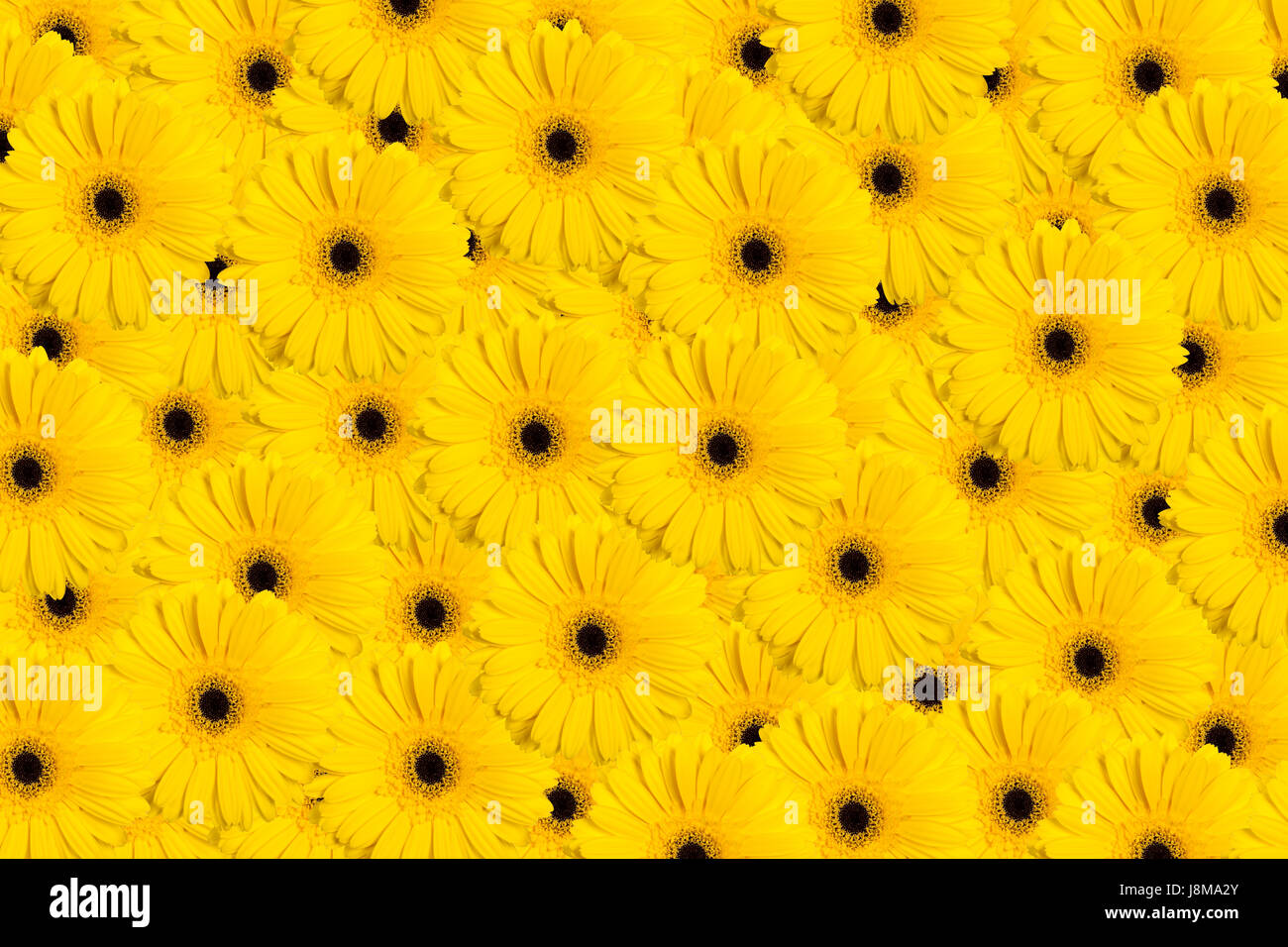 Gerbera yellow background Stock Photo - Alamy