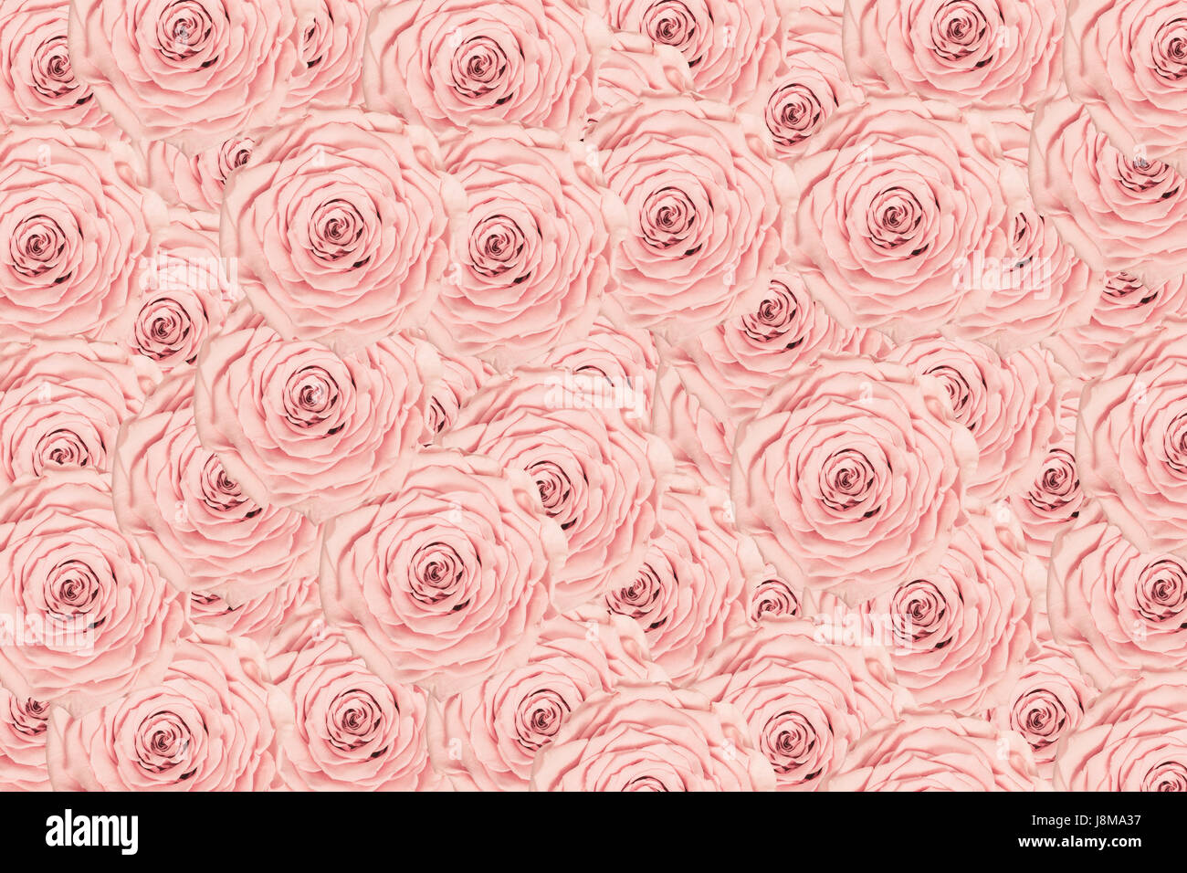 Rose light pink background Stock Photo - Alamy